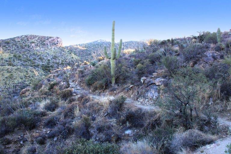 10 Best Hiking Trails In Saguaro National Park (With Maps!) » Parked In ...