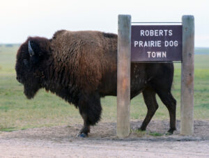 The Best Time To Visit Roberts Prairie Dog Town In The Badlands (2025)