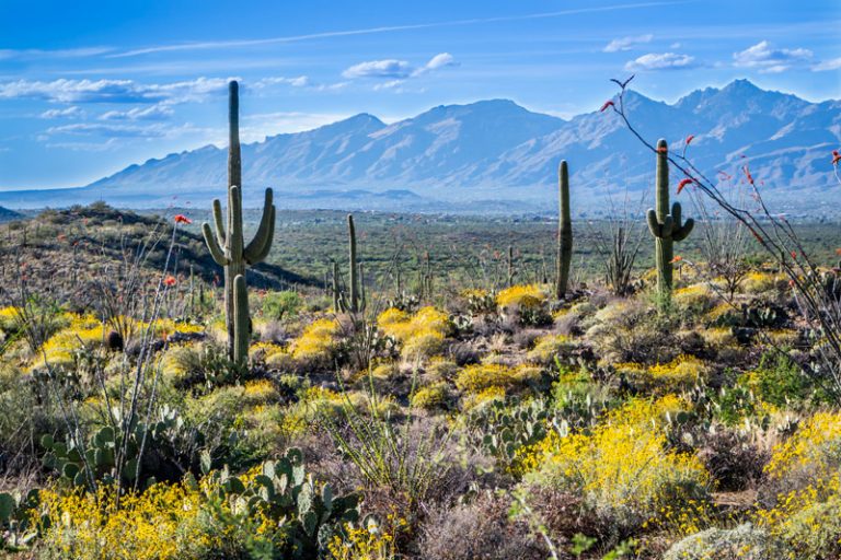 When Is The Best Time To Visit Saguaro National Park? 5 Desert Seasons 2025